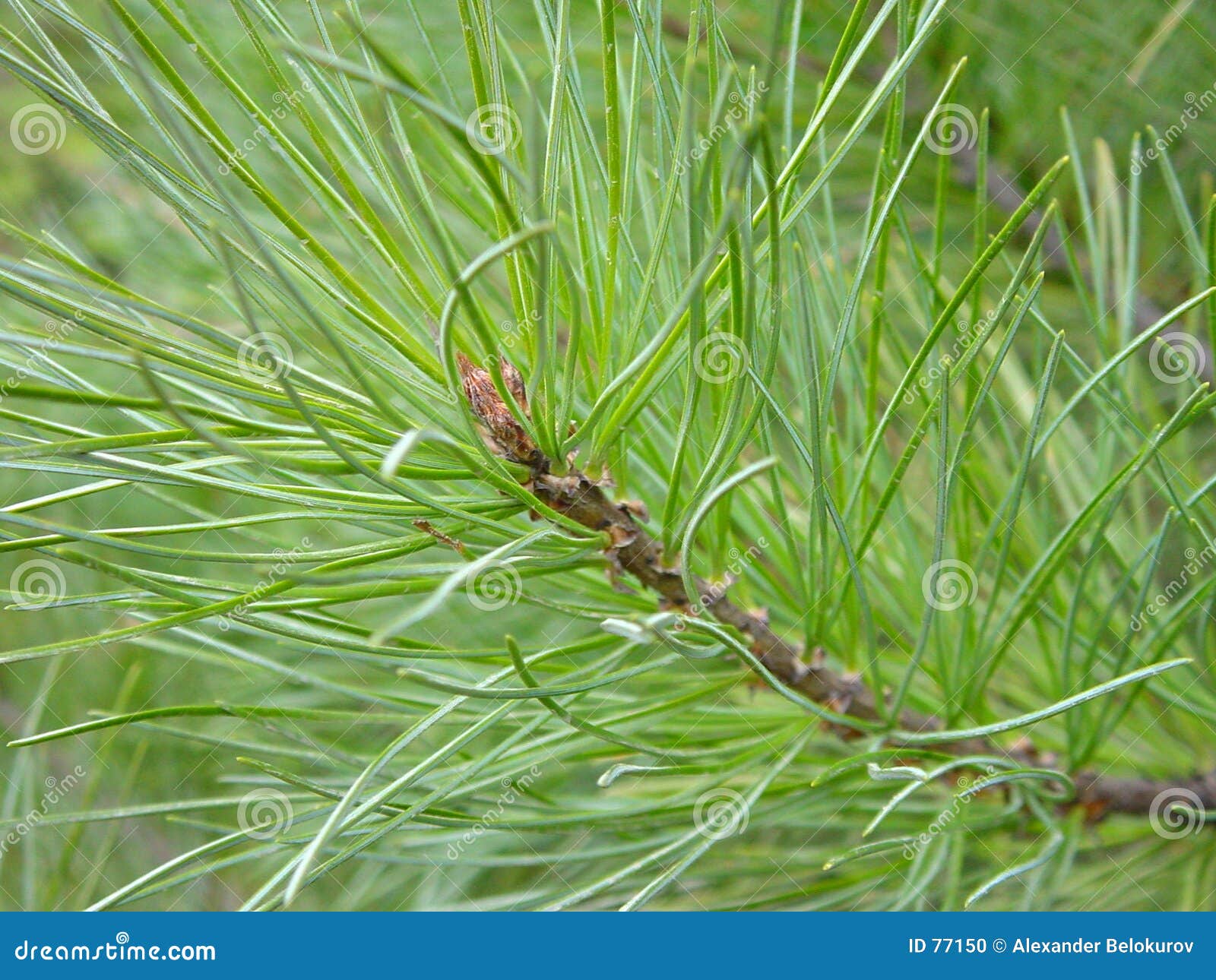 Siberean pine stock photo. Image of remote, evergreen, details - 77150