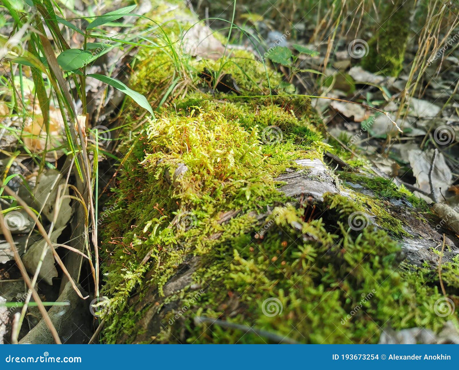 Siberia. Forest. Log. Moss. Grass. Bushes Stock Photo - Image of flower ...
