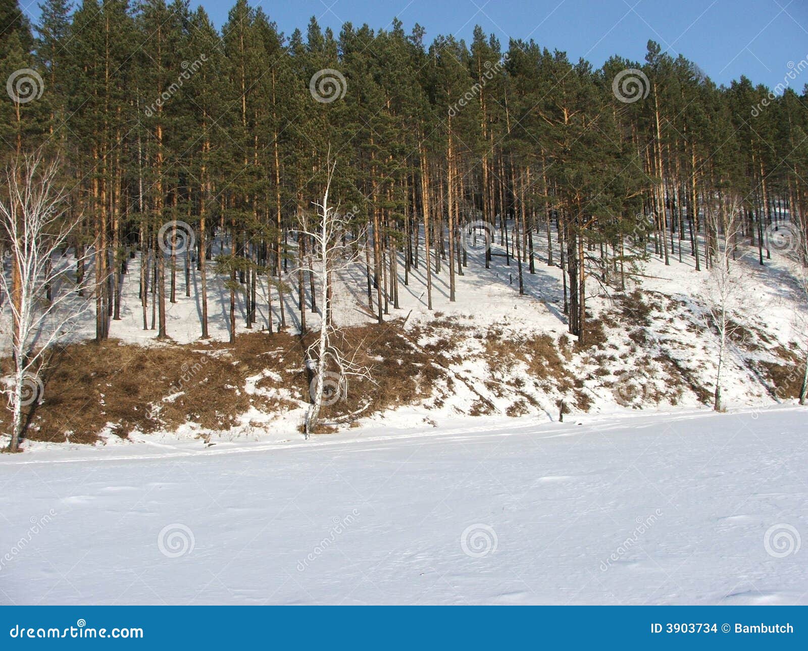 Siberia, Forest Near Station Olha Stock Photo - Image of winter, white ...