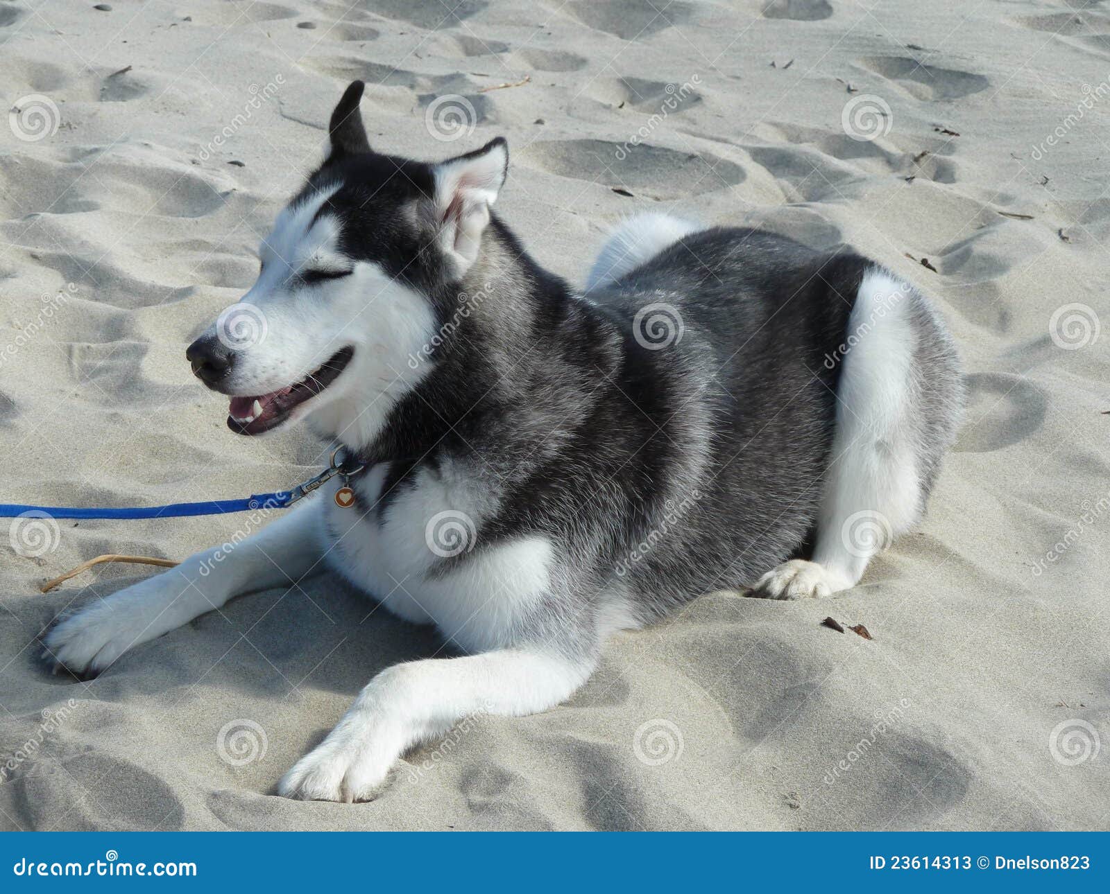Siberia Husky stock image. Image of white, grey, sand - 23614313