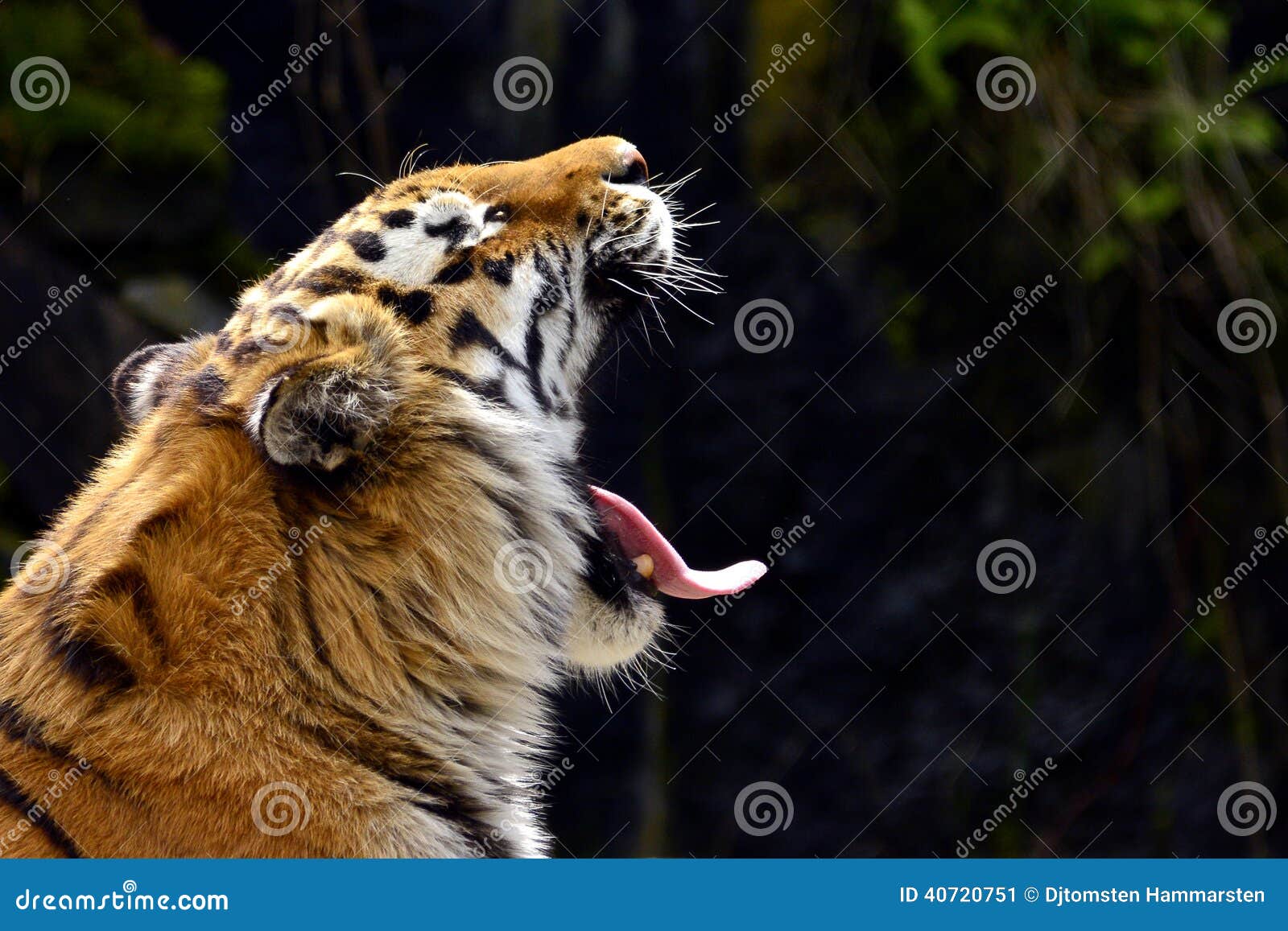 Siberia tiger yawn stock image. Image of panthera, pantera - 40720751