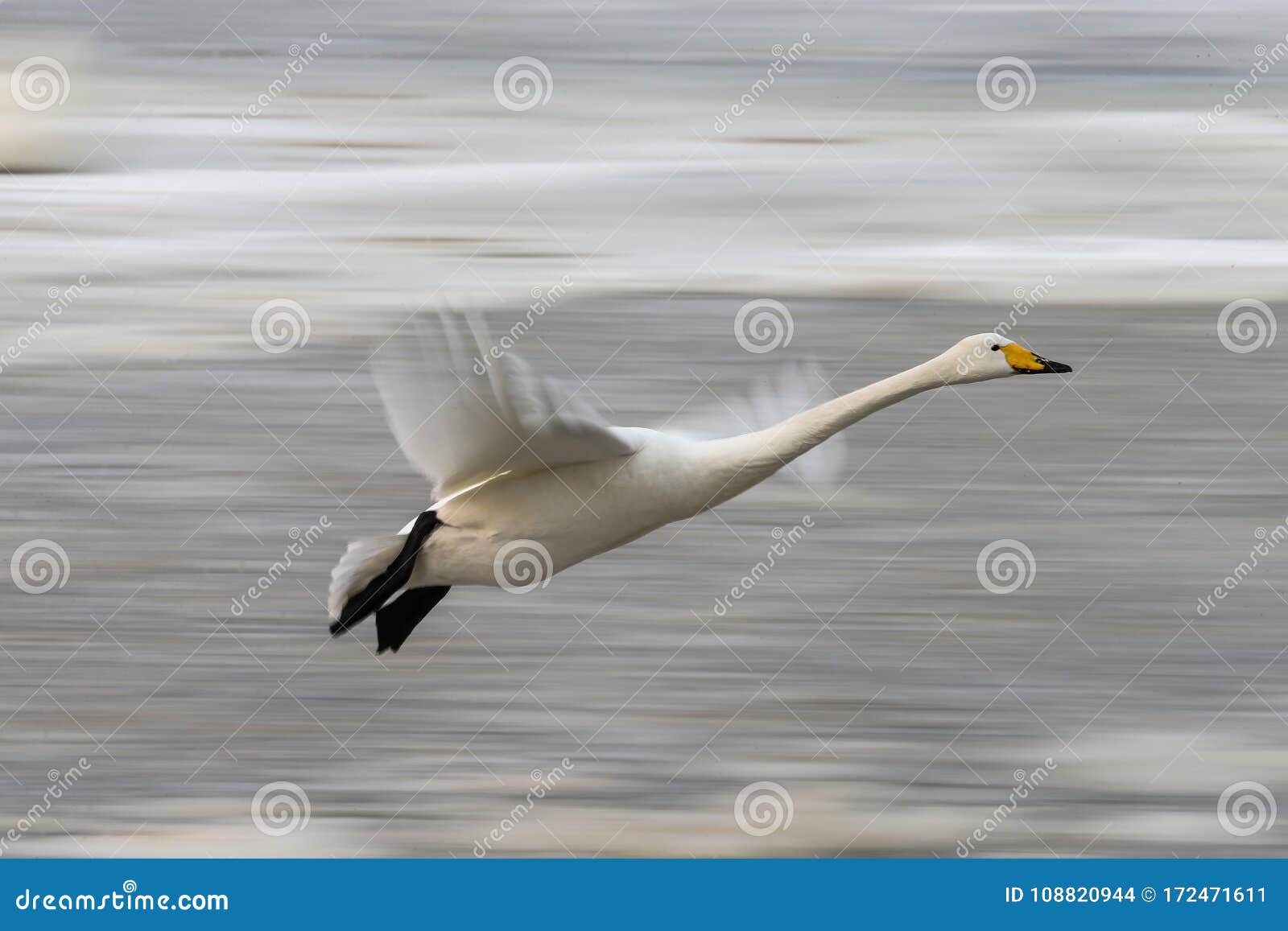 Flying White Duck