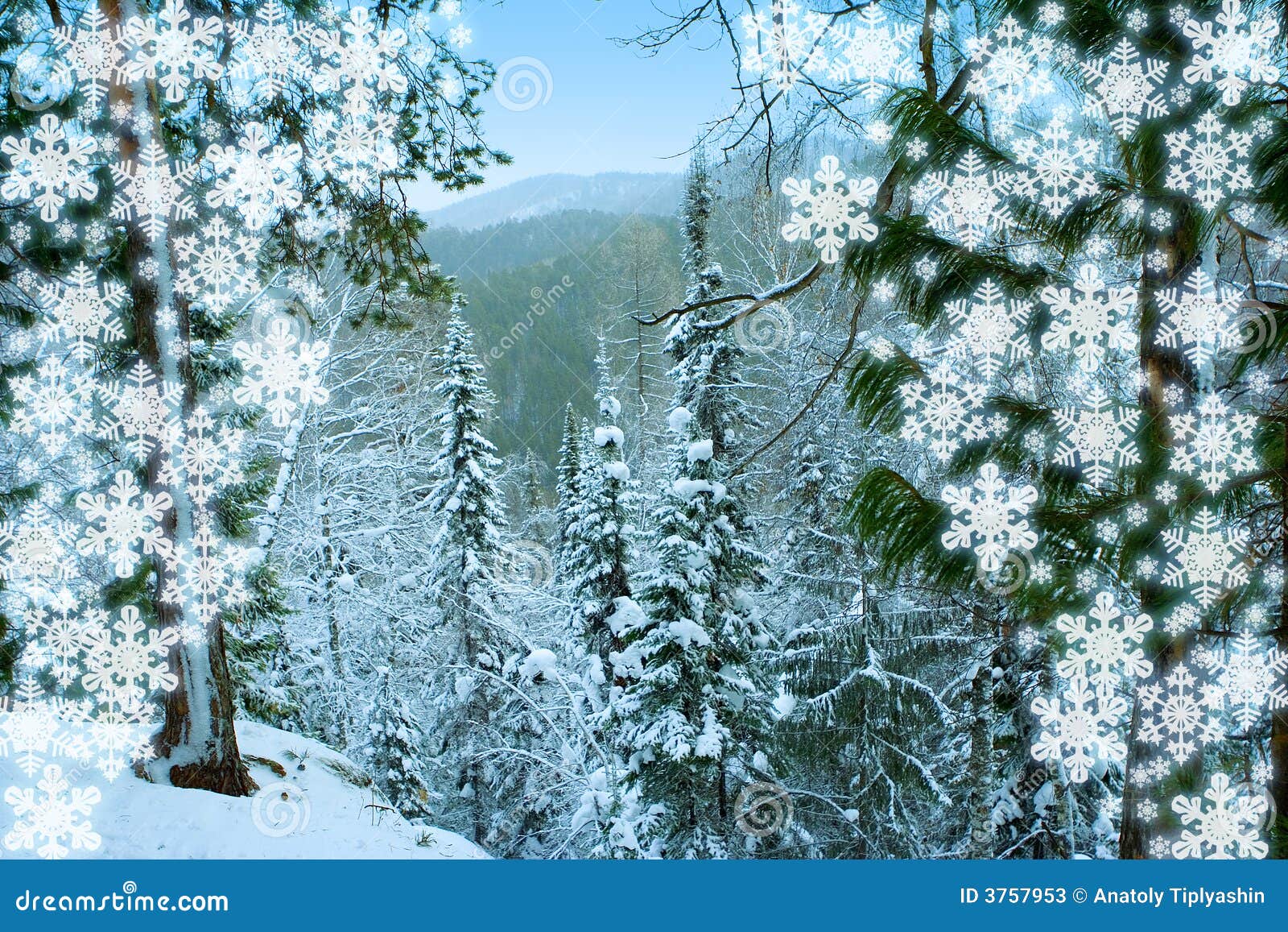 Siberia Winter Landscape Snow Hill and Tree Stock Image - Image of ...