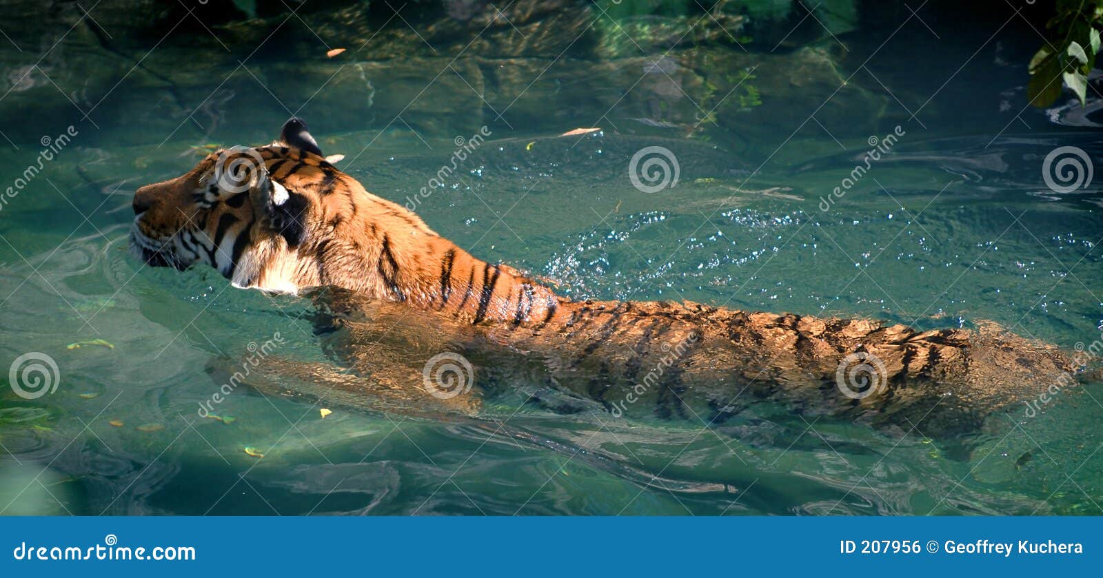 Siberian (Amur) Tiger Swimming Stock Photo - Image of furry, wild: 207956