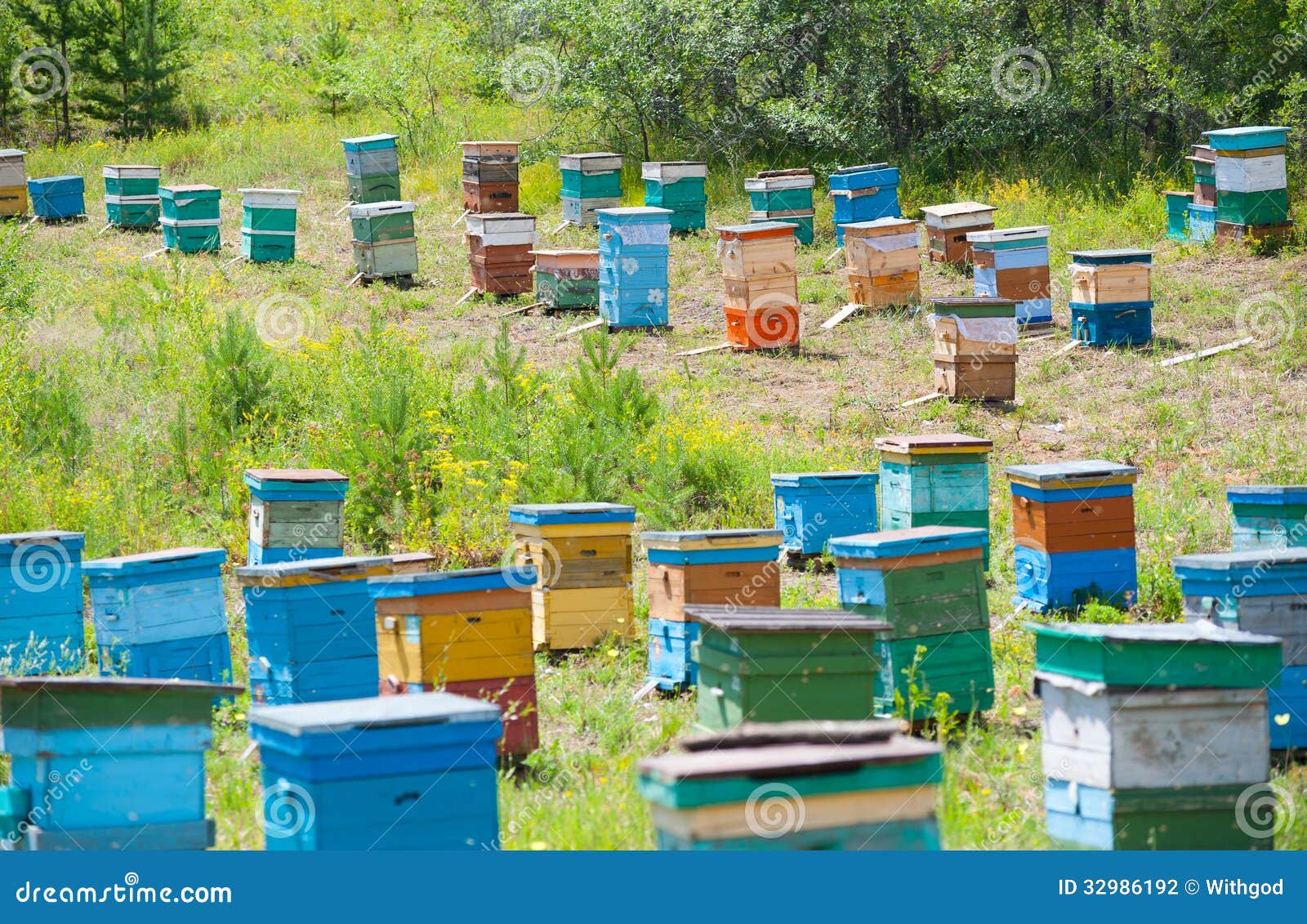 Siberian bee garden stock photo. Image of beehive, siberia - 32986192