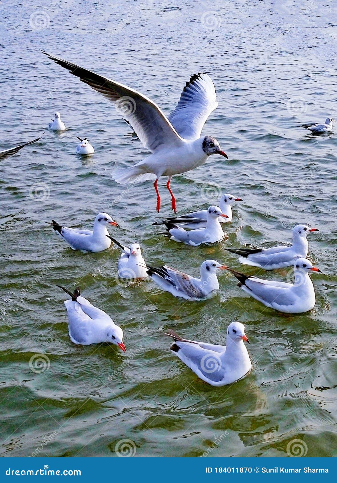 Siberian Birds at Triveni Sangam Allahabad Stock Photo - Image of beak ...