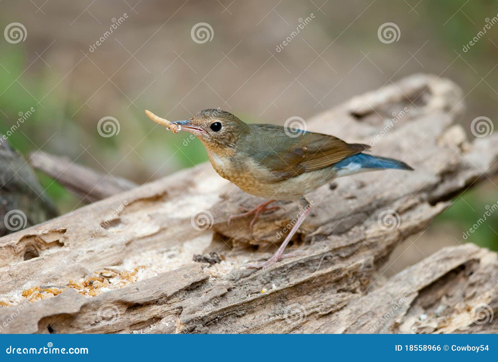Siberian blue robin stock photo. Image of animal, robin - 18558966