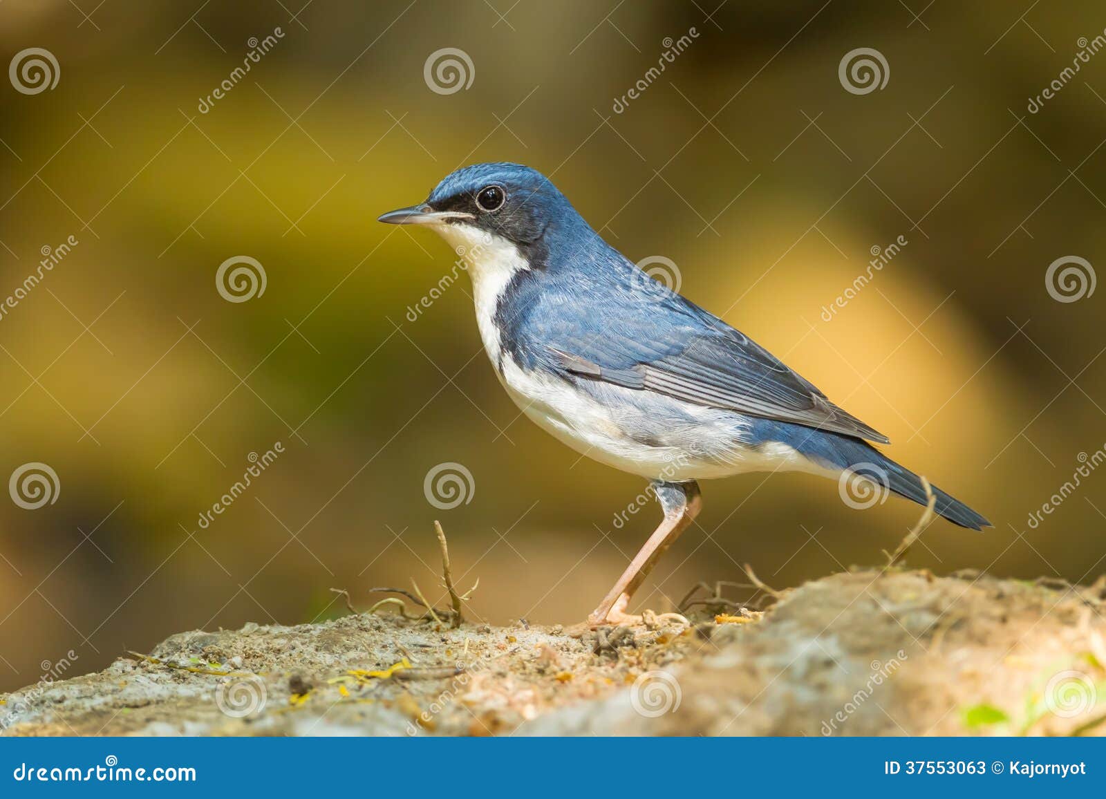 Siberian Blue Robin stock image. Image of phoenicuroides - 37553063