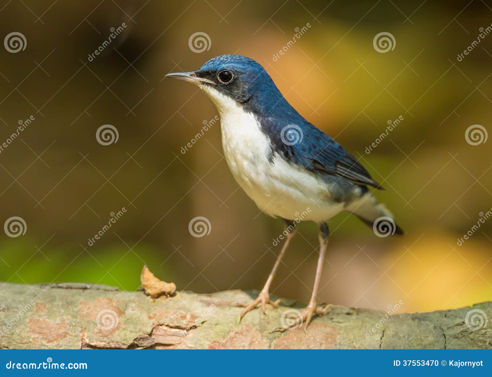Siberian Blue Robin stock photo. Image of hodgsonius - 37553470