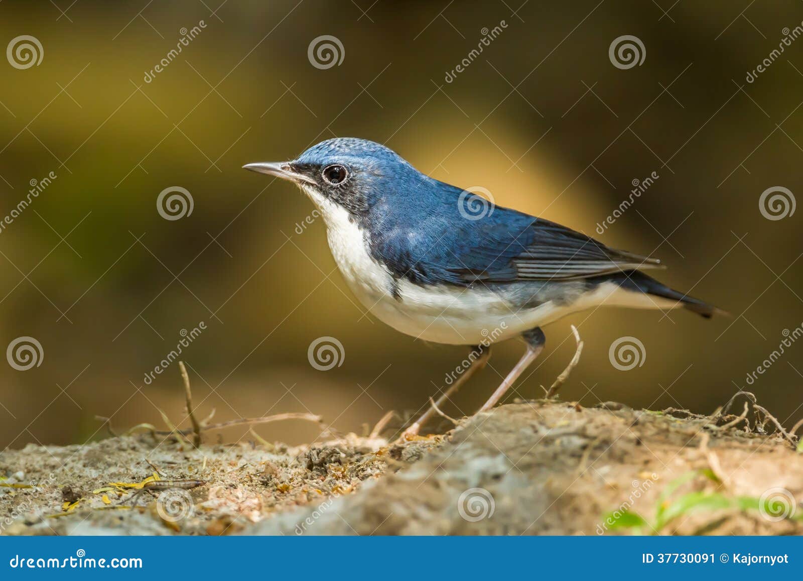 Siberian Blue Robin stock image. Image of thai, family - 37730091