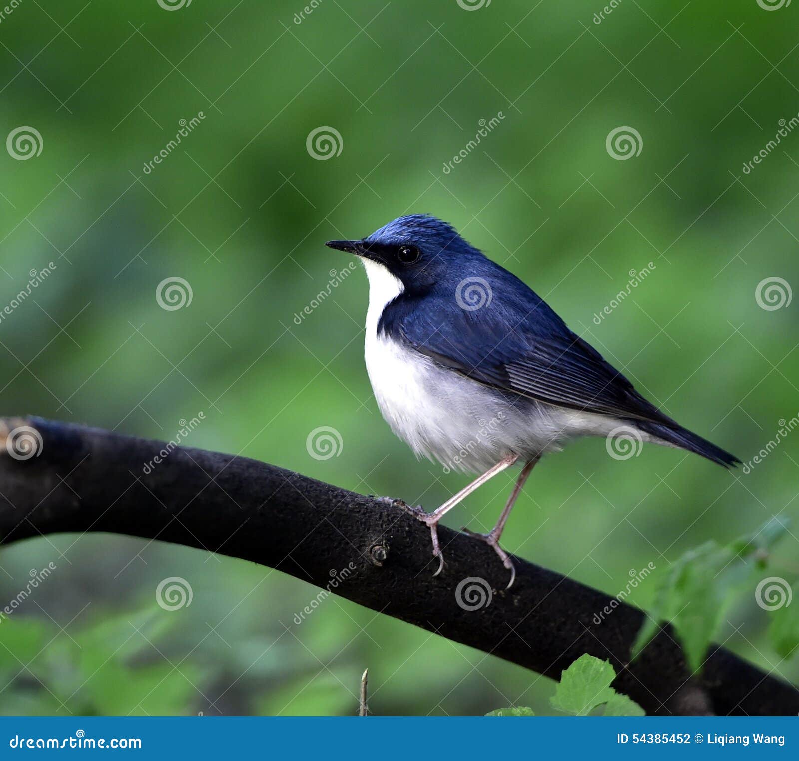 Siberian Blue Robin stock photo. Image of food, wild - 54385452