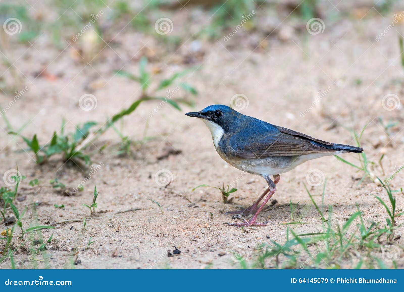 Siberian Blue Robin bird stock image. Image of conservation - 64145079