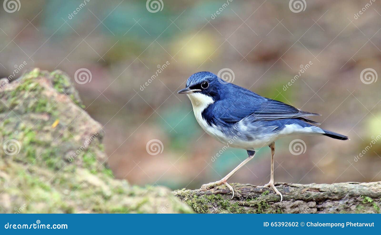 Siberian Blue Robin Bird stock photo. Image of branch - 65392602