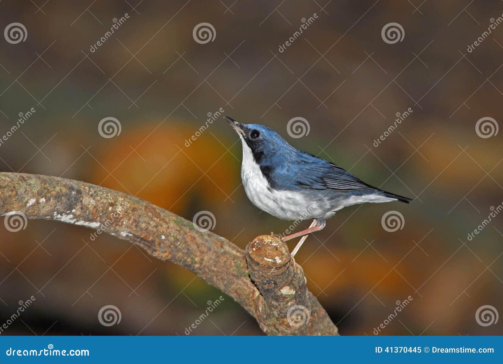 Siberian Blue Robin stock image. Image of blue, artisan - 41370445