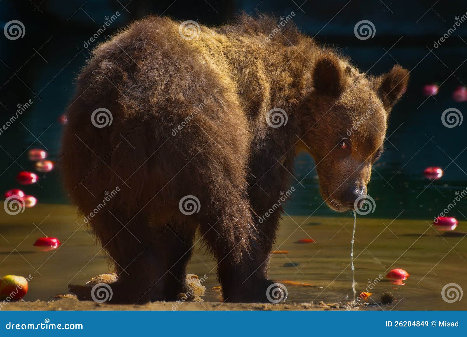 Siberian Brown Bear - Cub Royalty-Free Stock Photography ...
