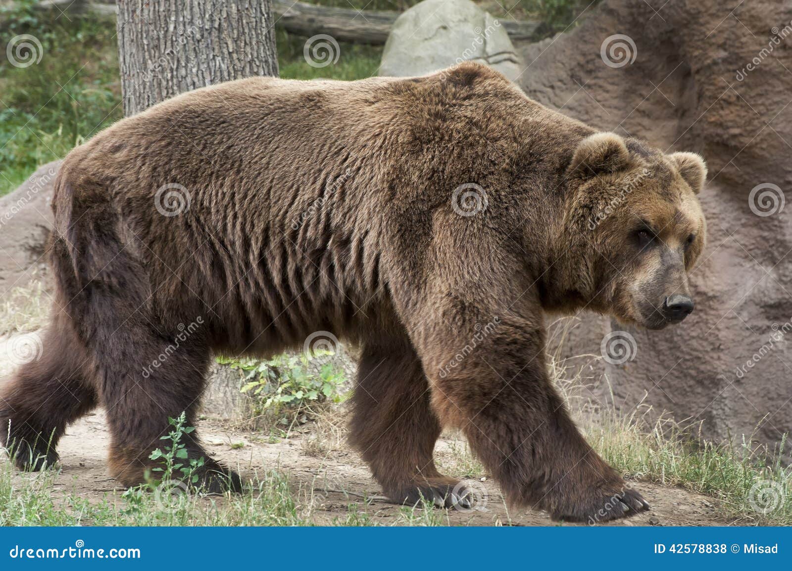 Siberian Brown Bear stock photo. Image of beringianus - 42578838