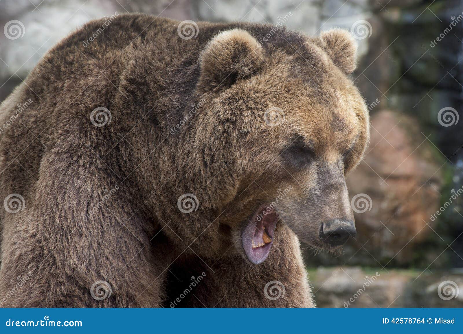 Siberian Brown Bear stock photo. Image of yawning, ursus - 42578764