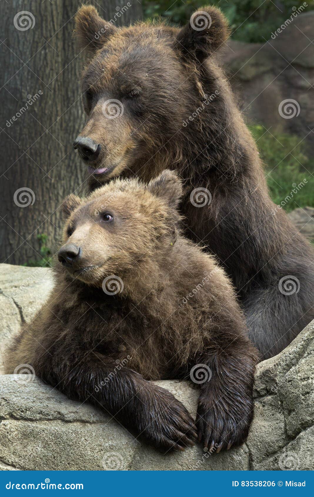 Siberian Brown Bear stock photo. Image of forest, bear - 83538206
