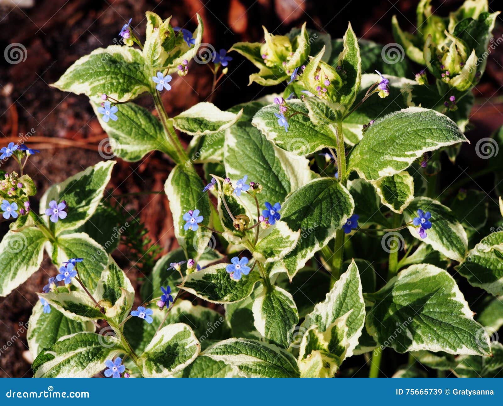 Siberian Bugloss - Brunnera Stock Image - Image of perennial, close ...