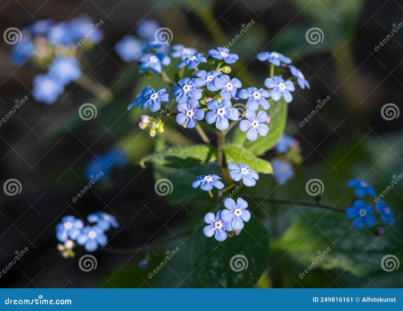 Siberian Bugloss, Brunnera Macrophylla Stock Image - Image of bugloss ...