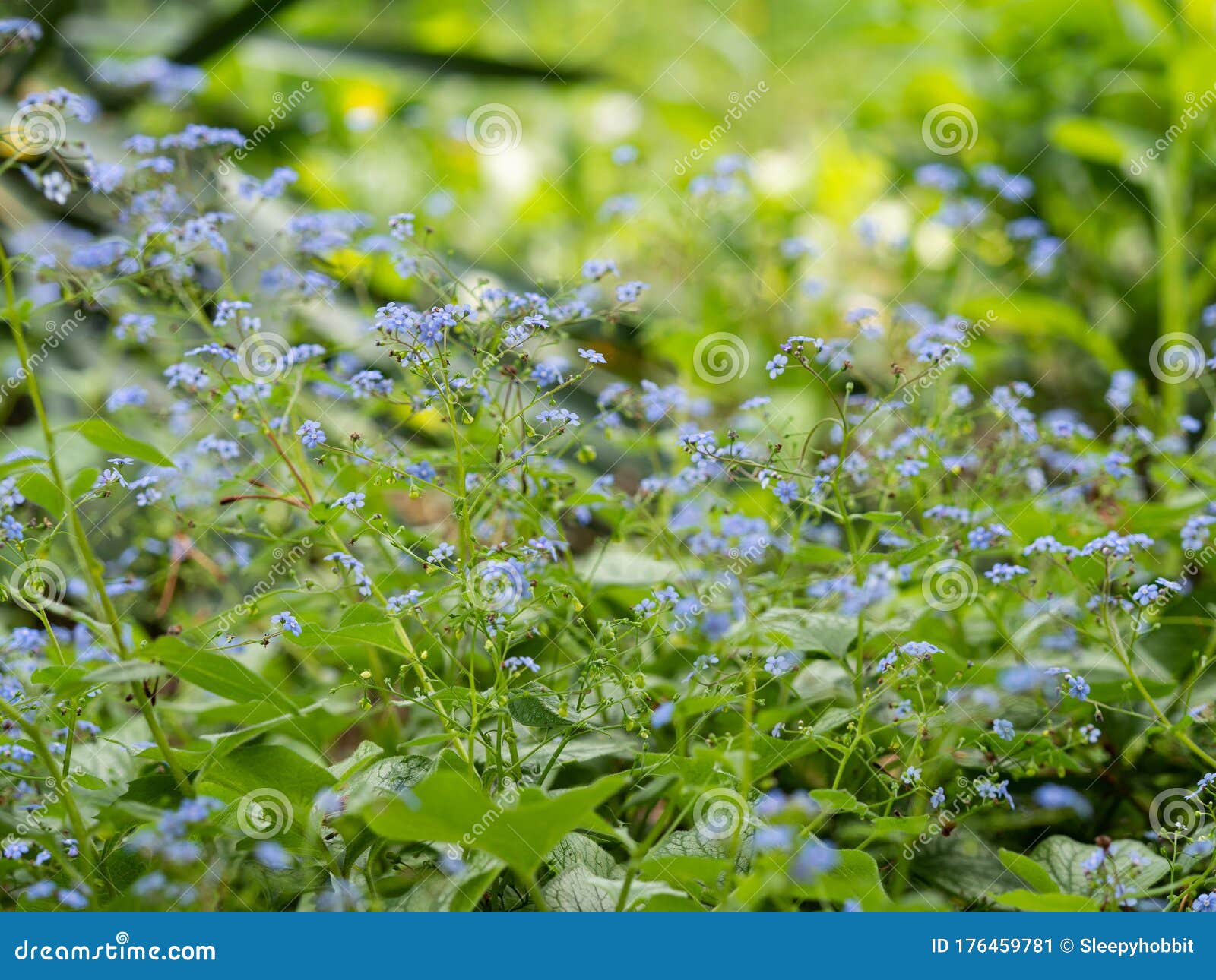 Siberian Bugloss Brunnera Macrophylla Jack Frost Cultivar Flowers ... Siberian Bugloss Brunnera Macrophylla Jack Frost Cultivar Flowers ...
