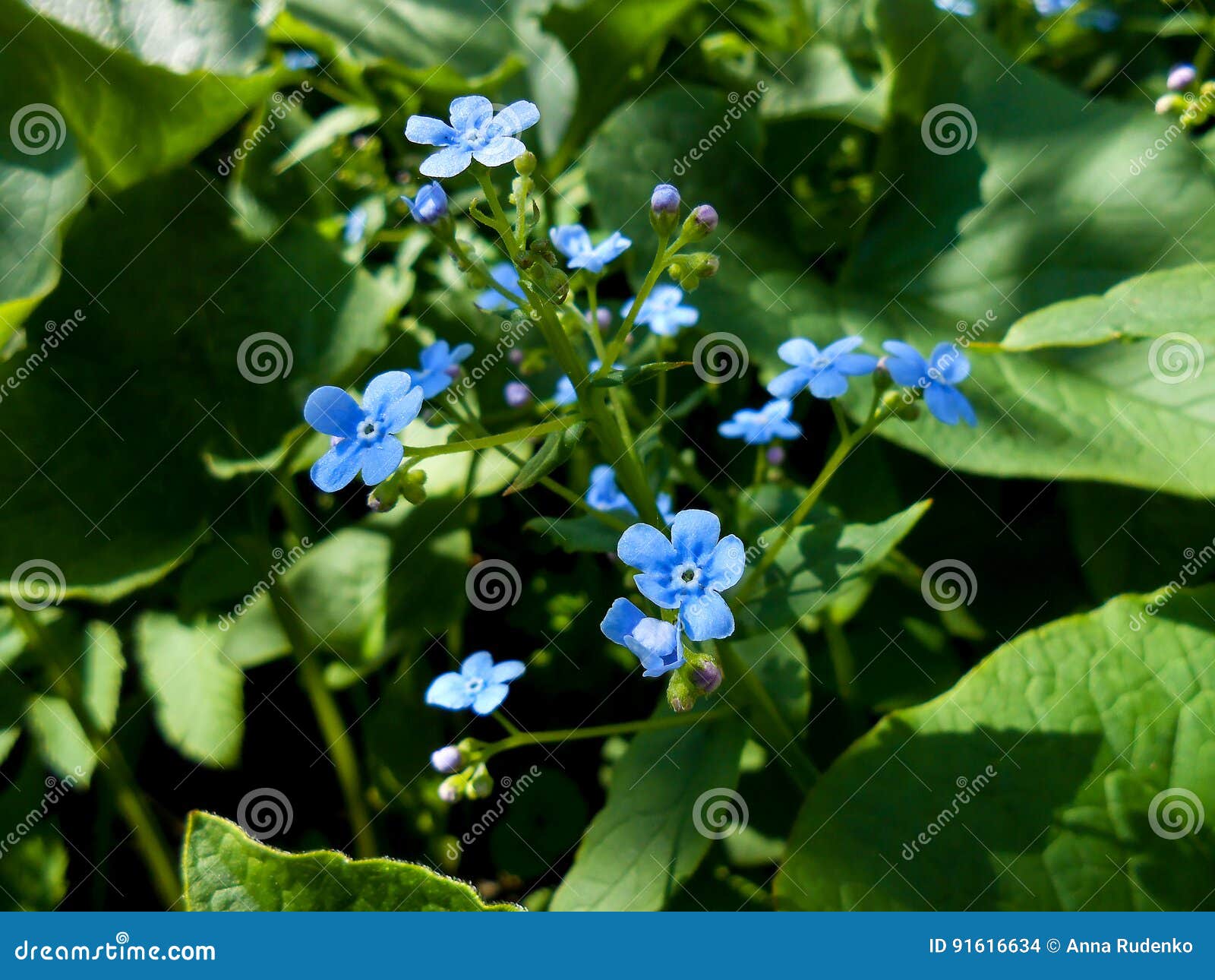 Siberian Bugloss Brunnera Macrophylla Stock Photo - Image of leaves ... Siberian Bugloss Brunnera Macrophylla Stock Photo - Image of leaves ...