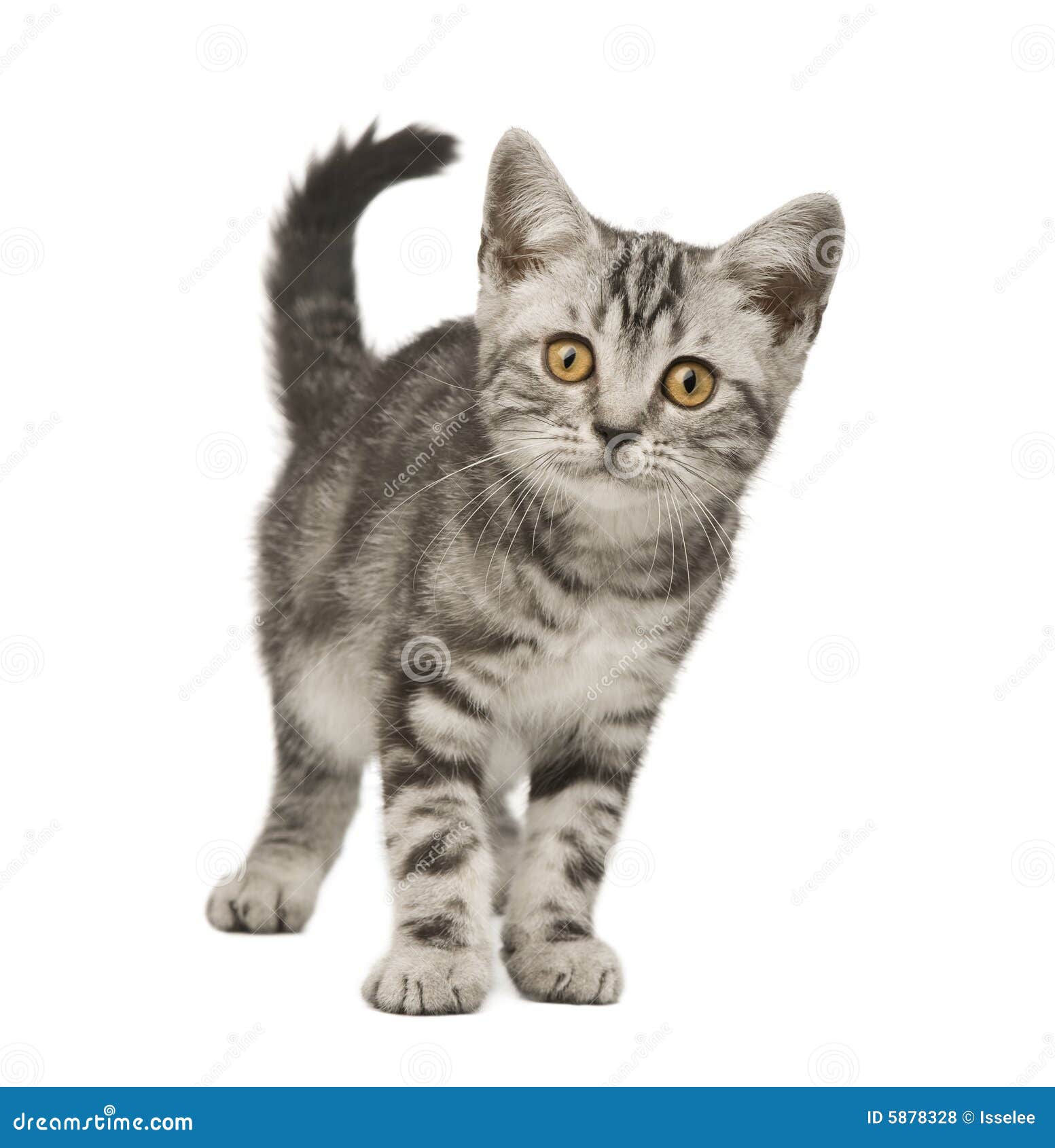 Siberian cat (12 weeks) stock photo. Image of furry, shot - 5878328