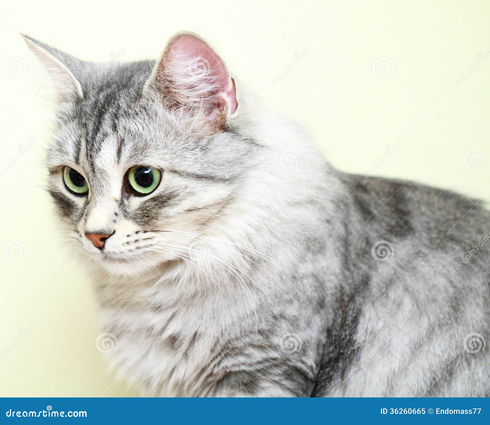 Siberian Cat,female Version Silver Stock Image - Image of ruff, tender ...