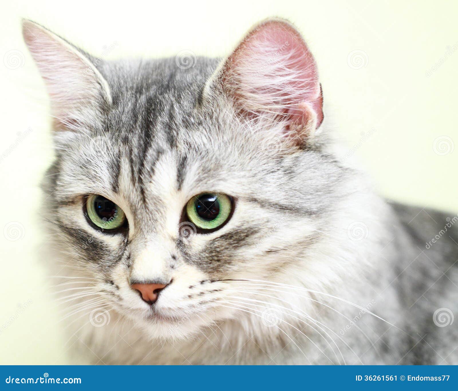 Silver Tabby She Cat With Blue Eyes