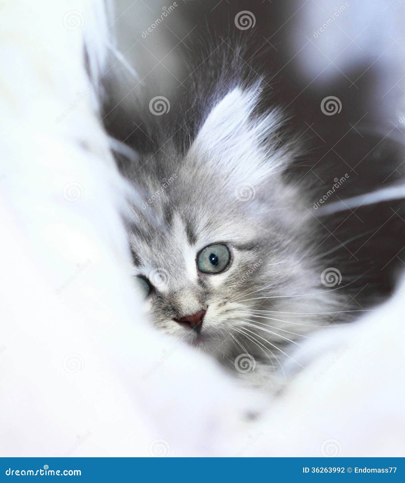 Siberian Cat,puppy Version Blue Stock Photo - Image of female, ruff ...