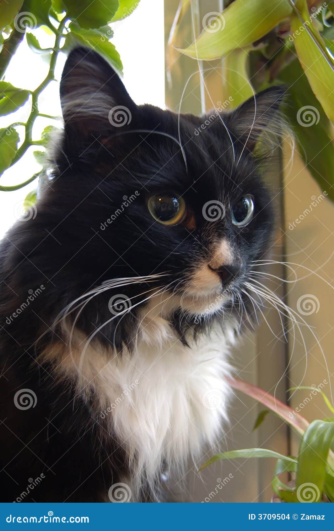 Siberian Cat with Random Colors of Eyes Stock Photo - Image of eyes ...