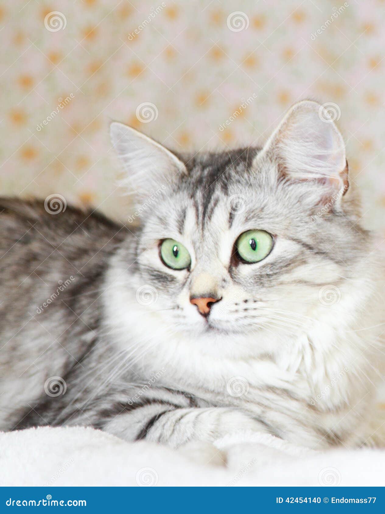 Siberian Cat Silver Version Stock Photo - Image of ruff, haired: 42454140