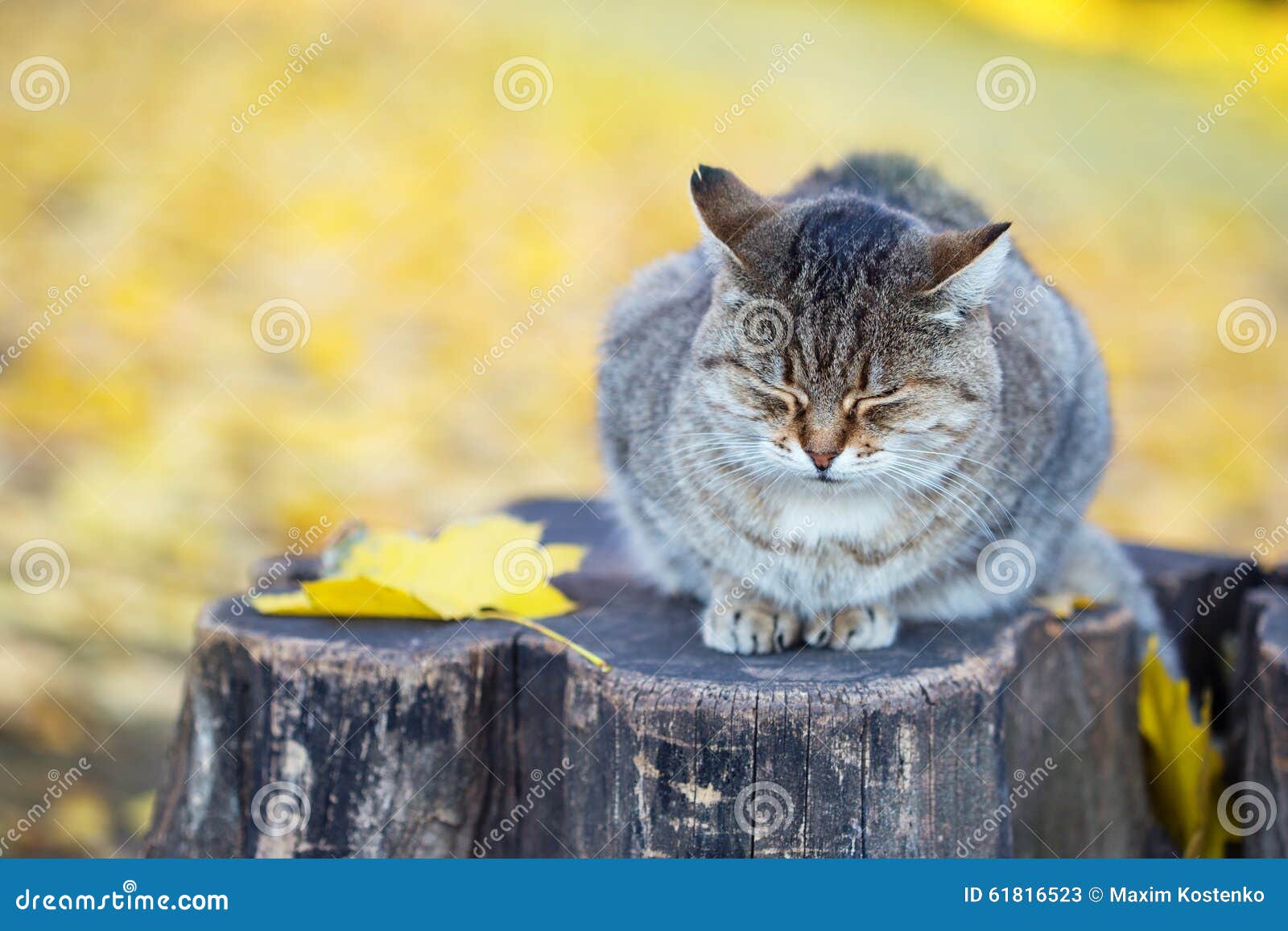Siberian Cat Sitting at Stump Stock Image - Image of leaves, animal ...
