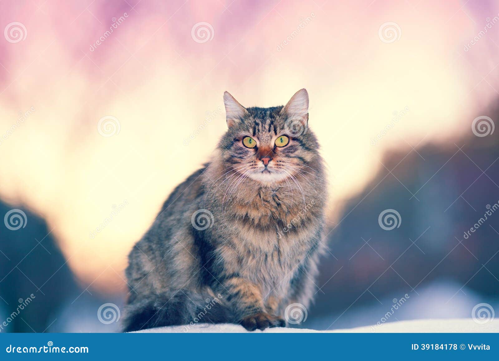 Siberian cat stock photo. Image of frost, weather, longhair - 39184178