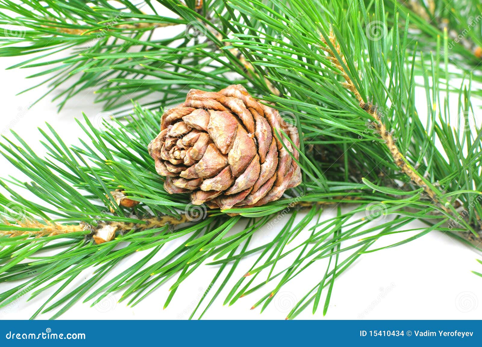 Siberian cedar stock photo. Image of summer, seed, evergreen - 15410434