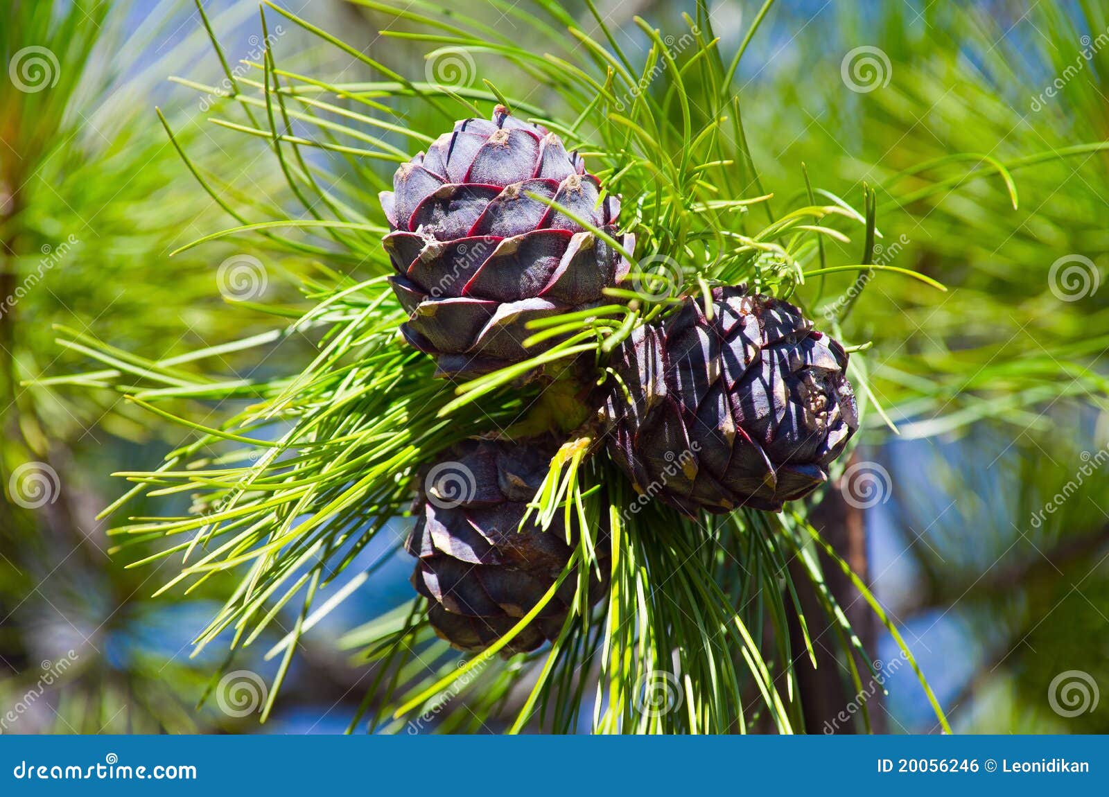 Siberian cedar stock photo. Image of blue, needle, natural - 20056246