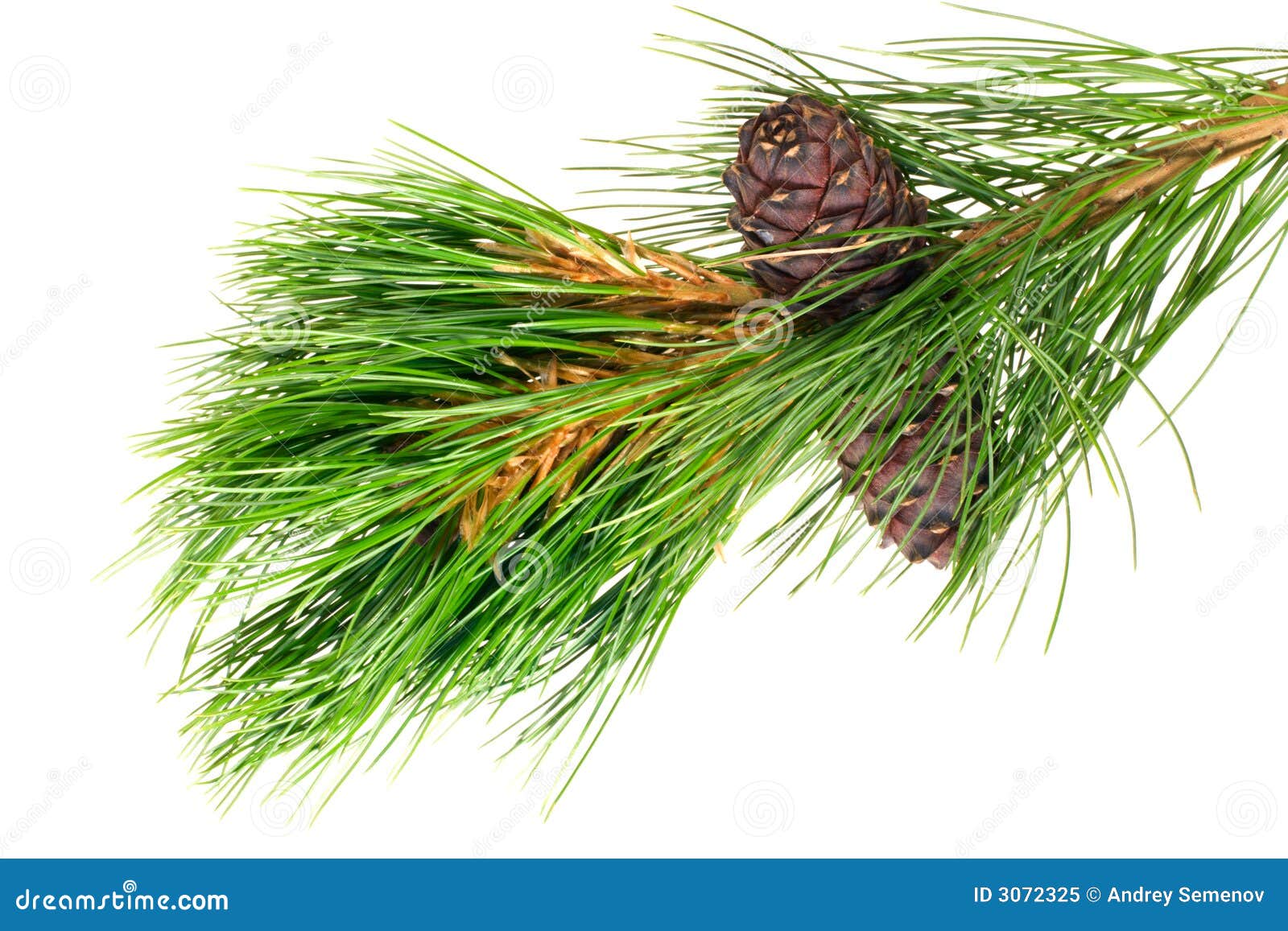 Siberian cedar branch stock image. Image of macro, needles - 3072325