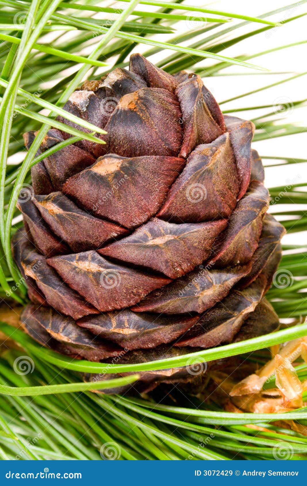 Siberian cedar branch stock image. Image of natural, long - 3072429