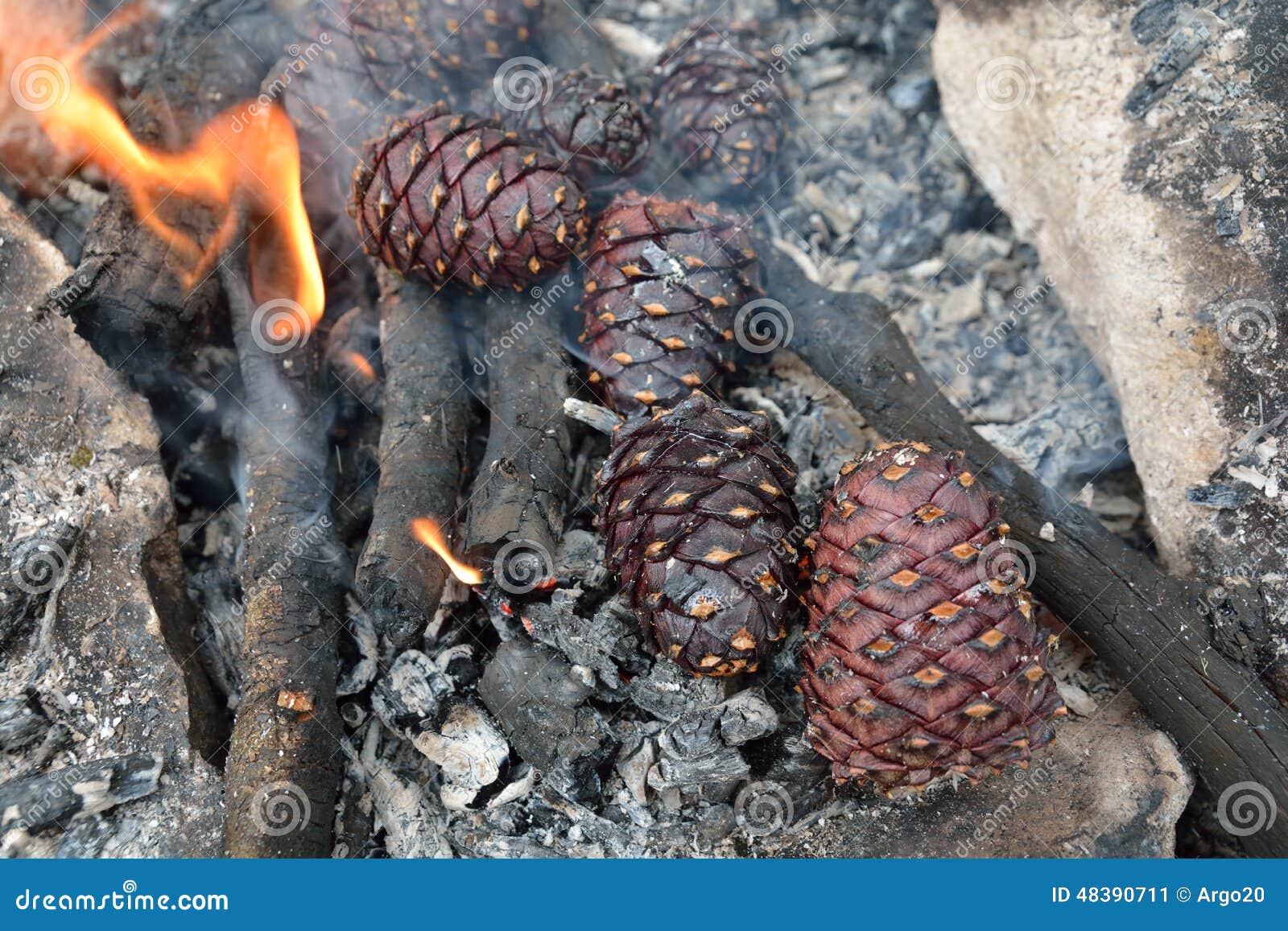 Siberian Cedar Cones Burn in the Fire Stock Image - Image of flames ...