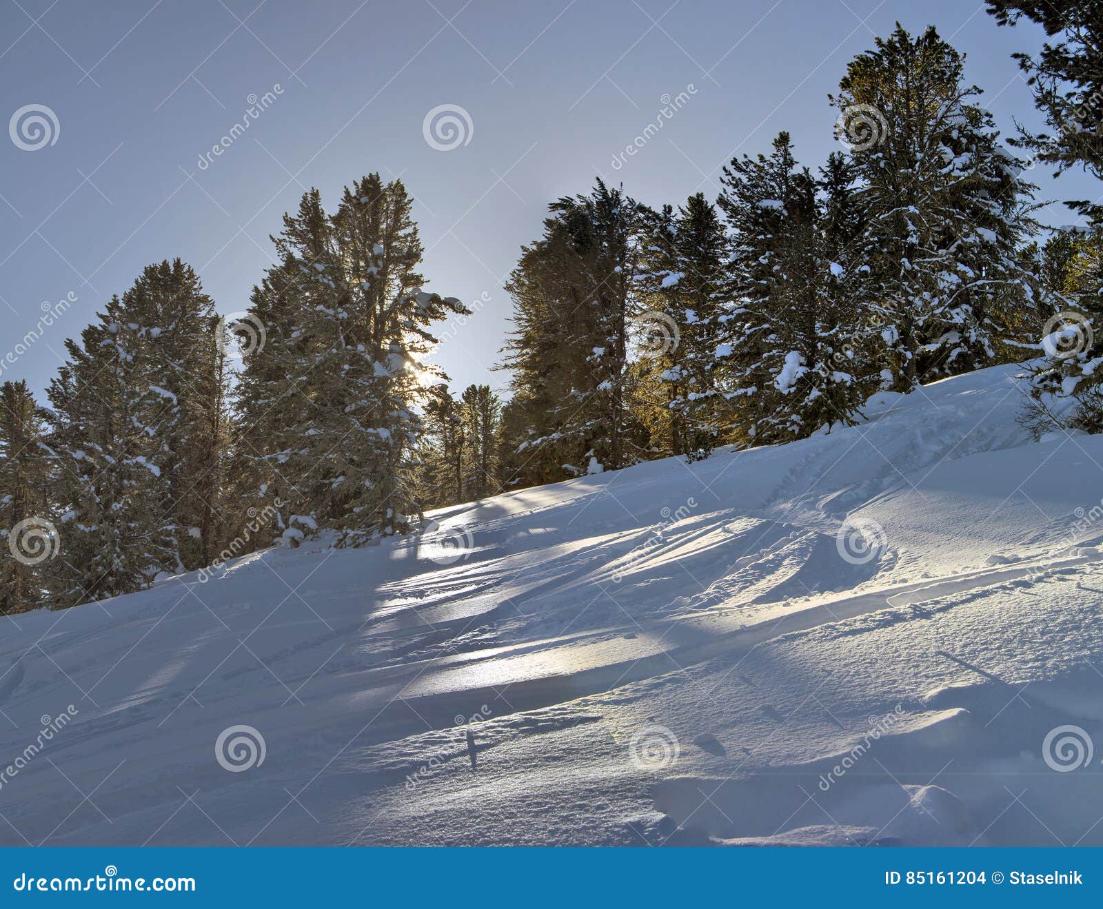 Siberian Cedar Forest, Snowy Winter, the Shade of Trees. Stock Photo ...