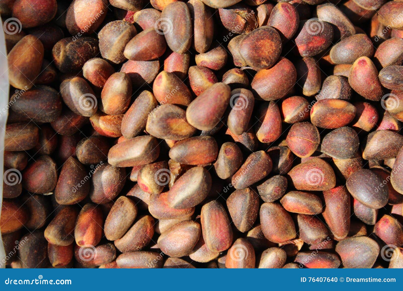 Siberian cedar nuts stock photo. Image of cedar, taiga - 76407640
