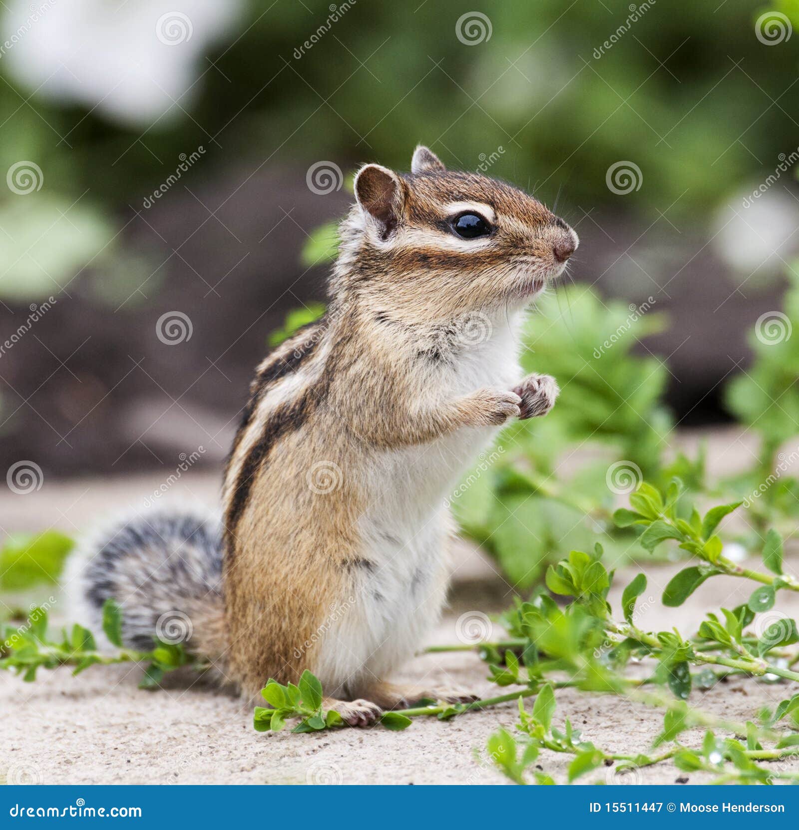 Siberian Chipmunk stock image. Image of siberian, muraviovka - 15511447