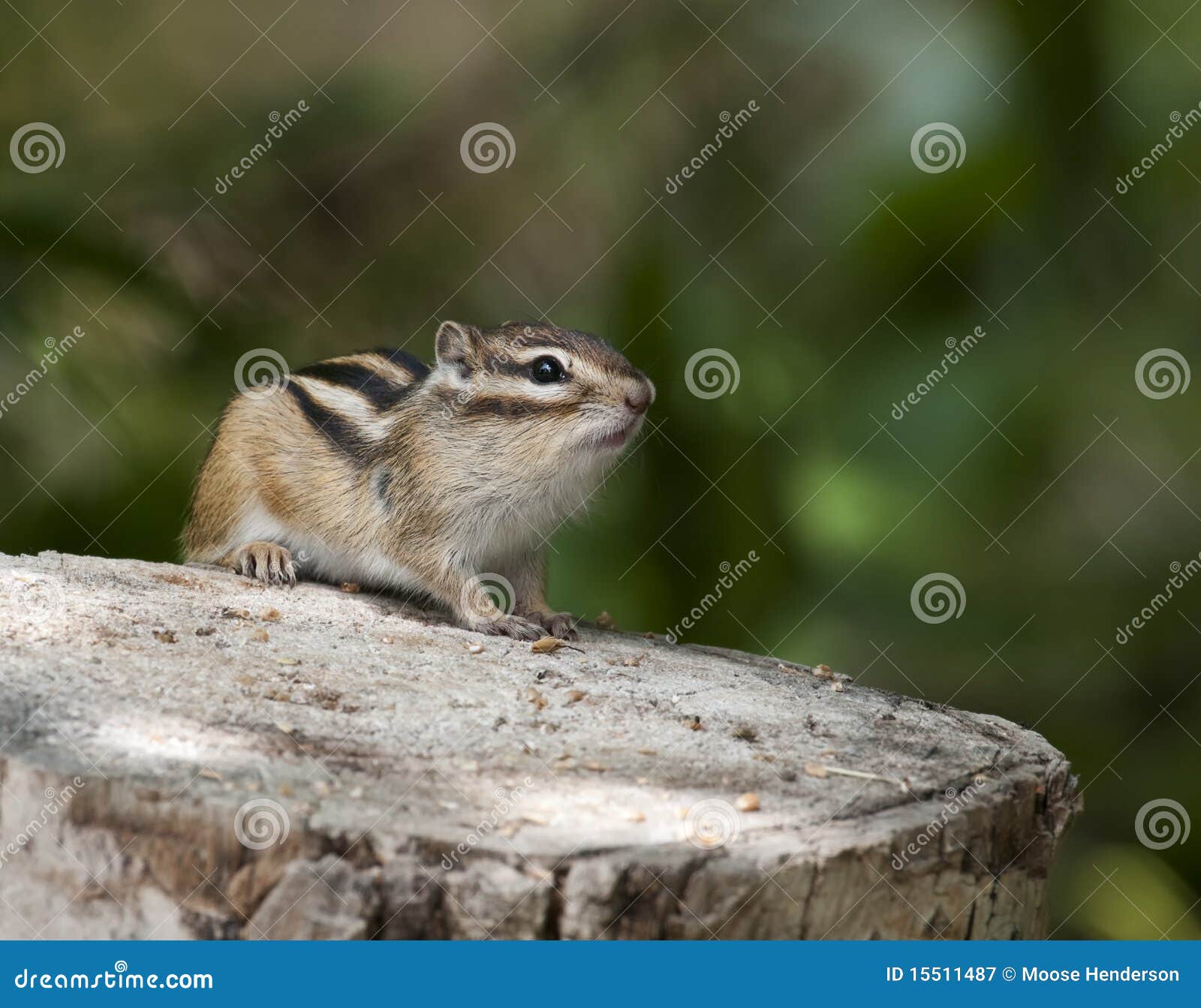 Siberian Chipmunk stock image. Image of muraviovka, asia - 15511487