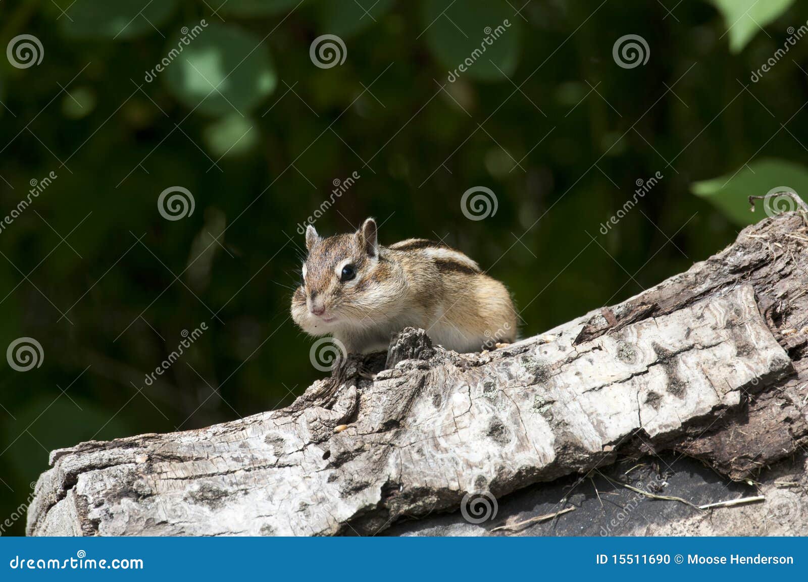 Siberian Chipmunk stock photo. Image of rodent, mammal - 15511690