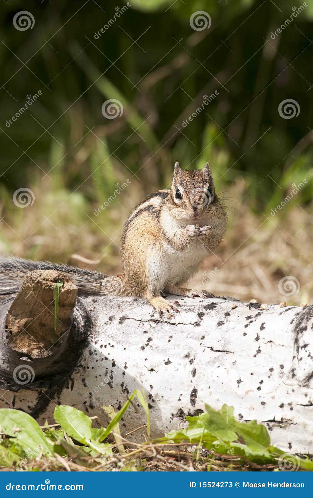 Siberian Chipmunk stock image. Image of amur, chipmunk - 15524273