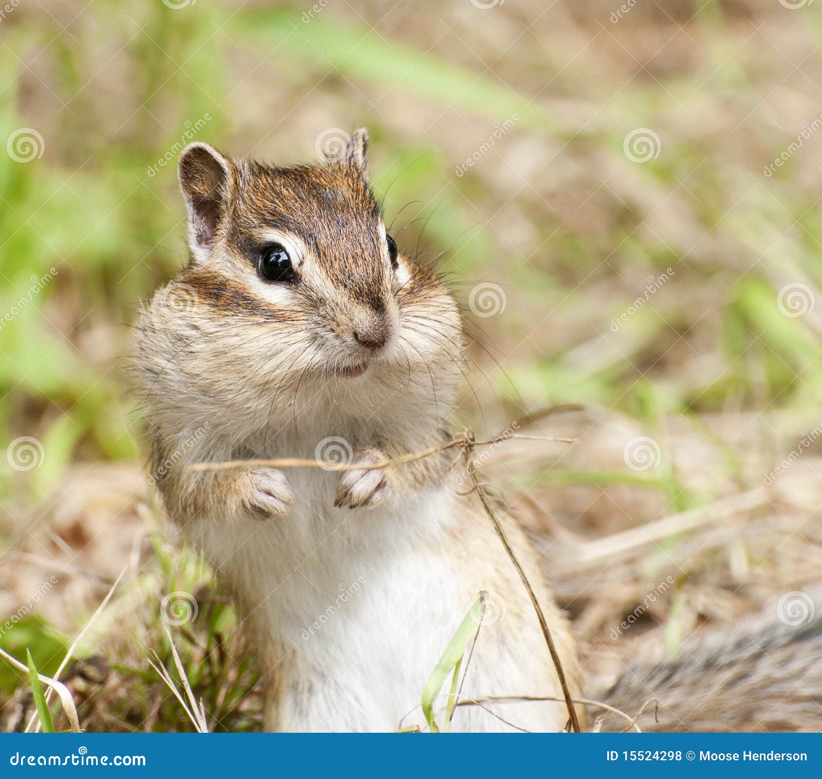 Siberian Chipmunk stock photo. Image of blagoveshchensk - 15524298