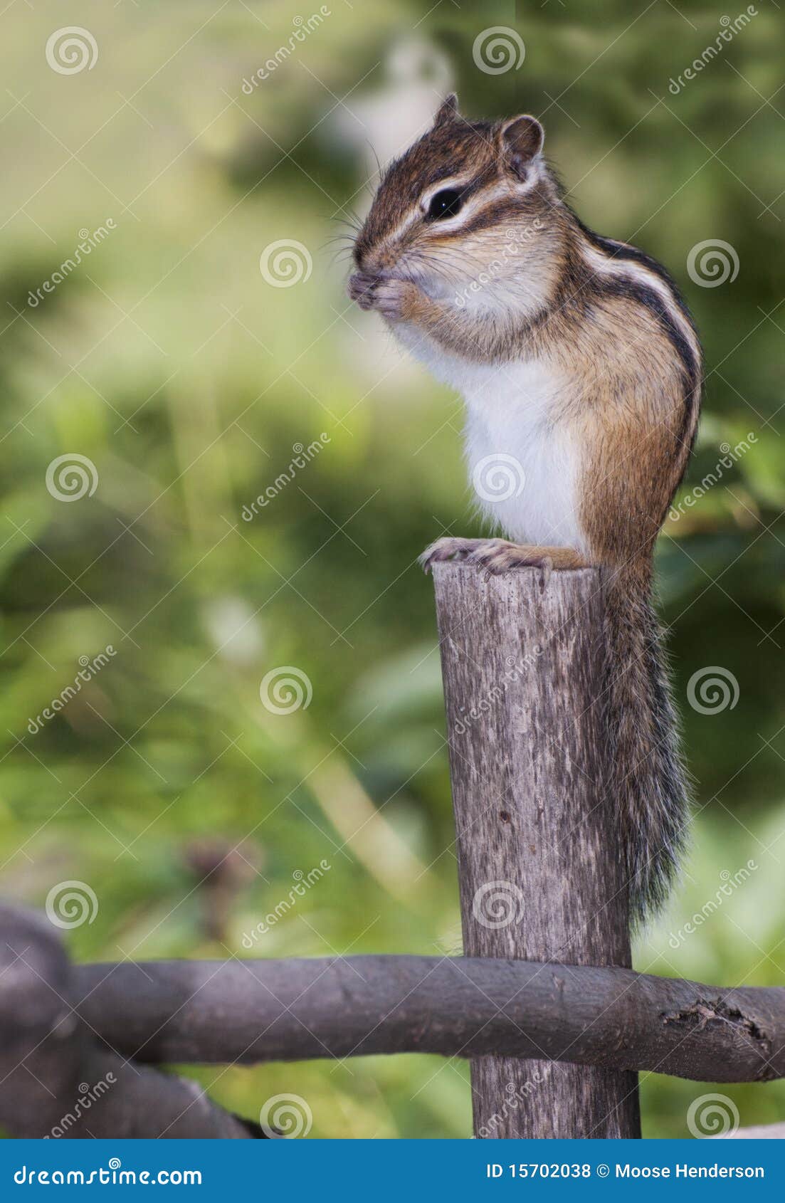Siberian Chipmunk stock photo. Image of russia, east - 15702038