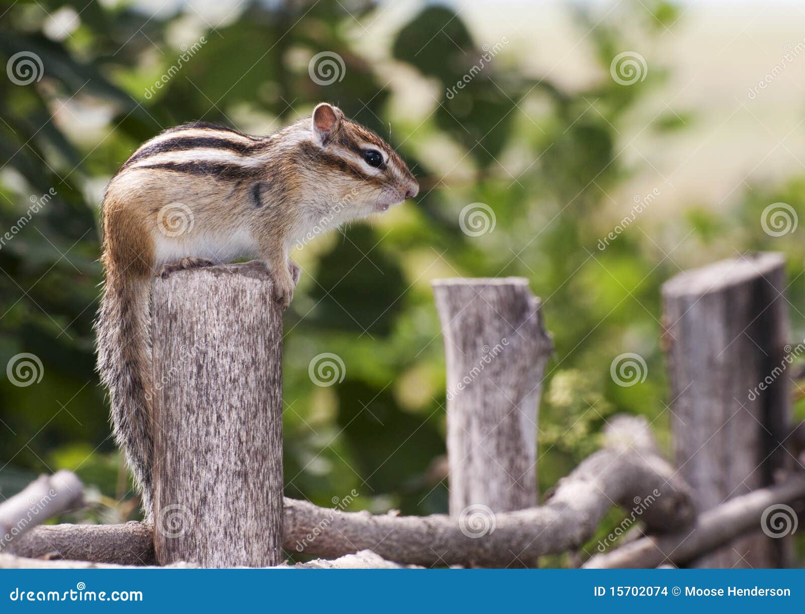 Siberian Chipmunk stock photo. Image of asia, region - 15702074