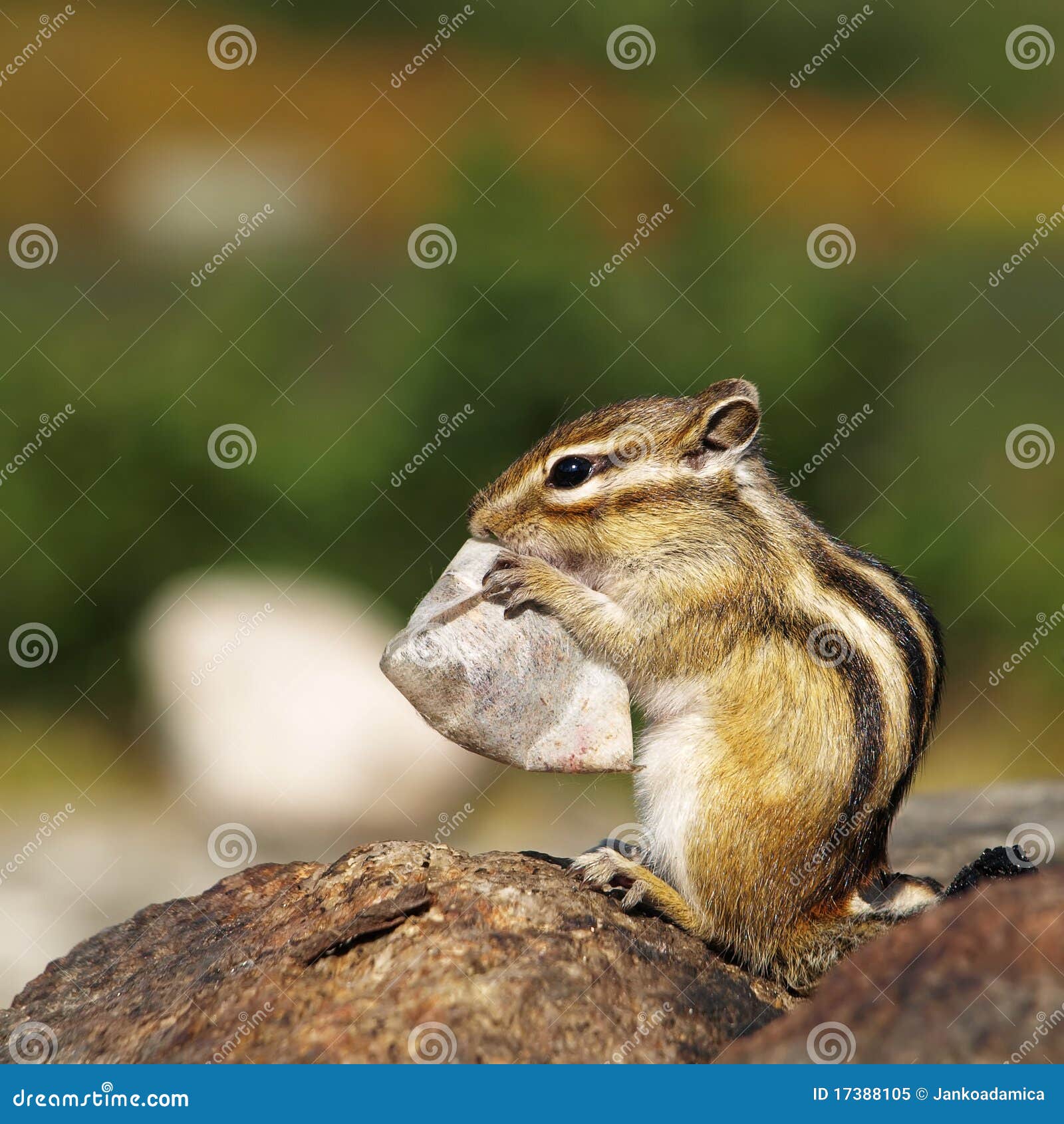 Siberian Chipmunk stock image. Image of animal, profile - 17388105