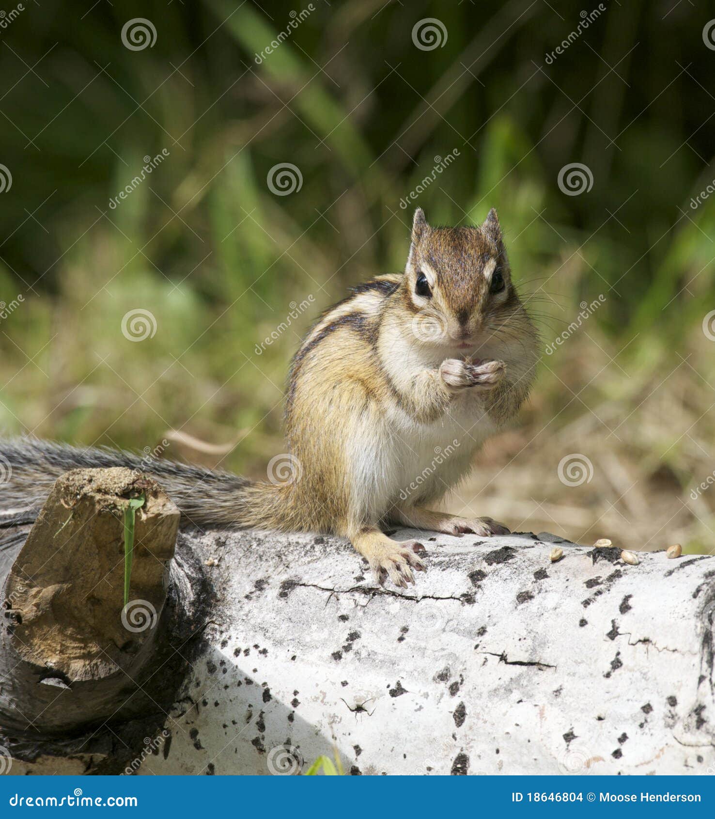 Siberian Chipmunk stock photo. Image of undomesticated - 18646804